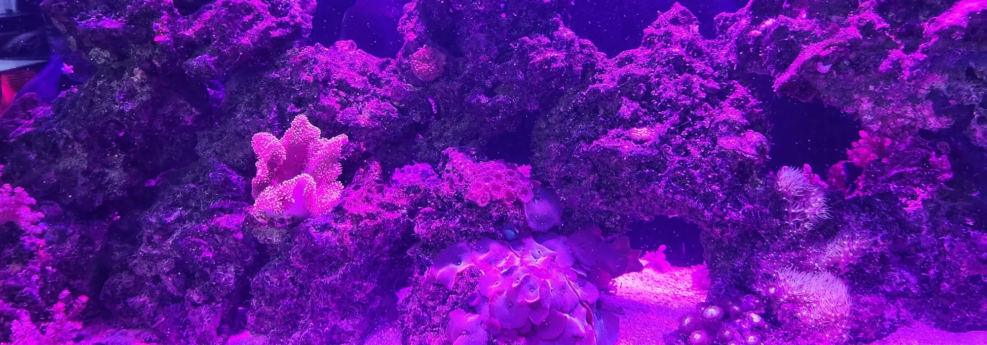 About Us – Welcome to Simple Reefs – Simple Reefs